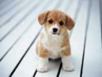 Dogfinder.us - Adopt A Puppy Today!